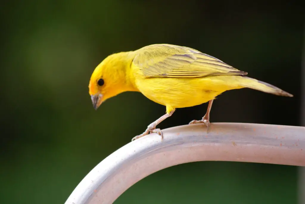 Comment prendre soin d’un canari ? Guide pour les nouveaux ...
